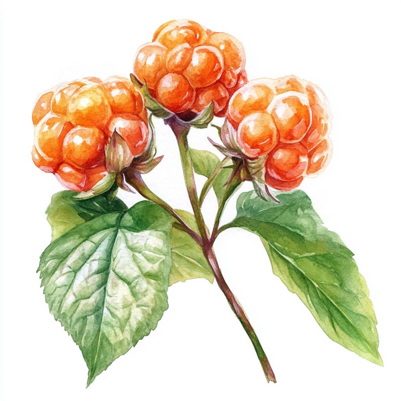 Printable Cloudberry Decor, Watercolor Cloudberry , Cloudberry Art ...