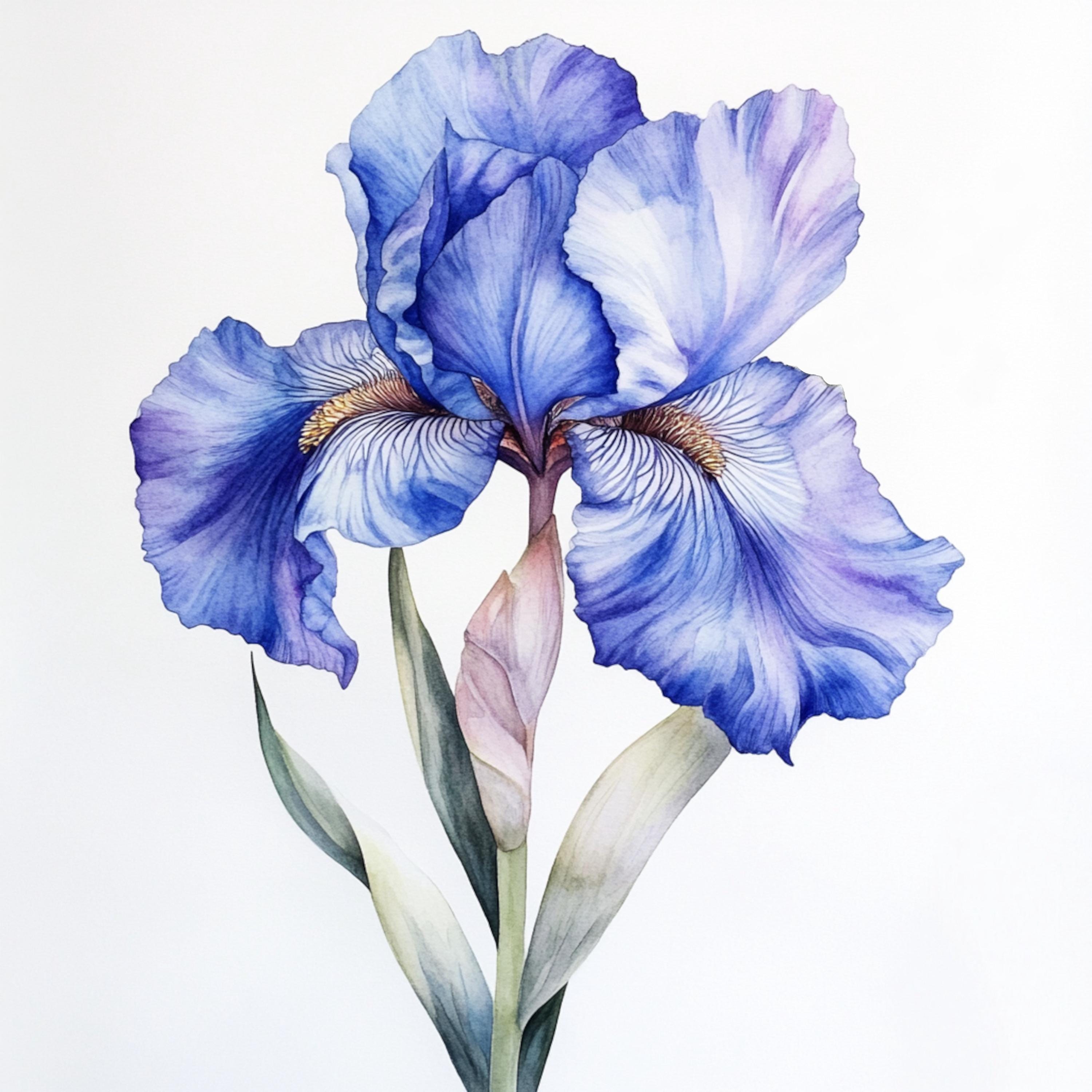10 Printable Watercolor Iris, Watercolor Blue Iris, Spring Clipart, Commercial Use, Blue Flowers ...