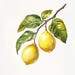 10 Printable Lemon Decor, Watercolor Images, Lemon Botanical Clipart ...
