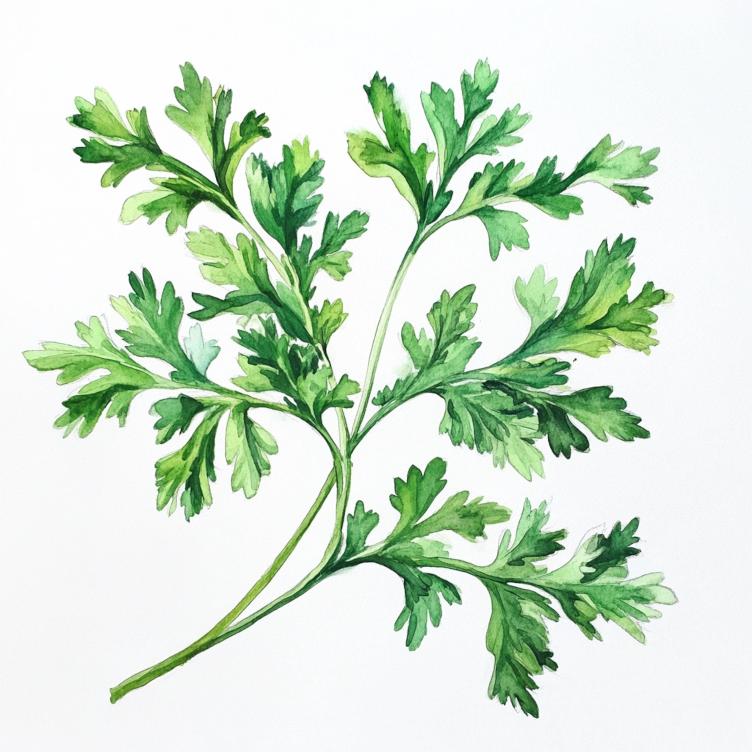 Printable Parsley Art, Watercolor Parsley, Healthy Food Art Decor, 10 ...