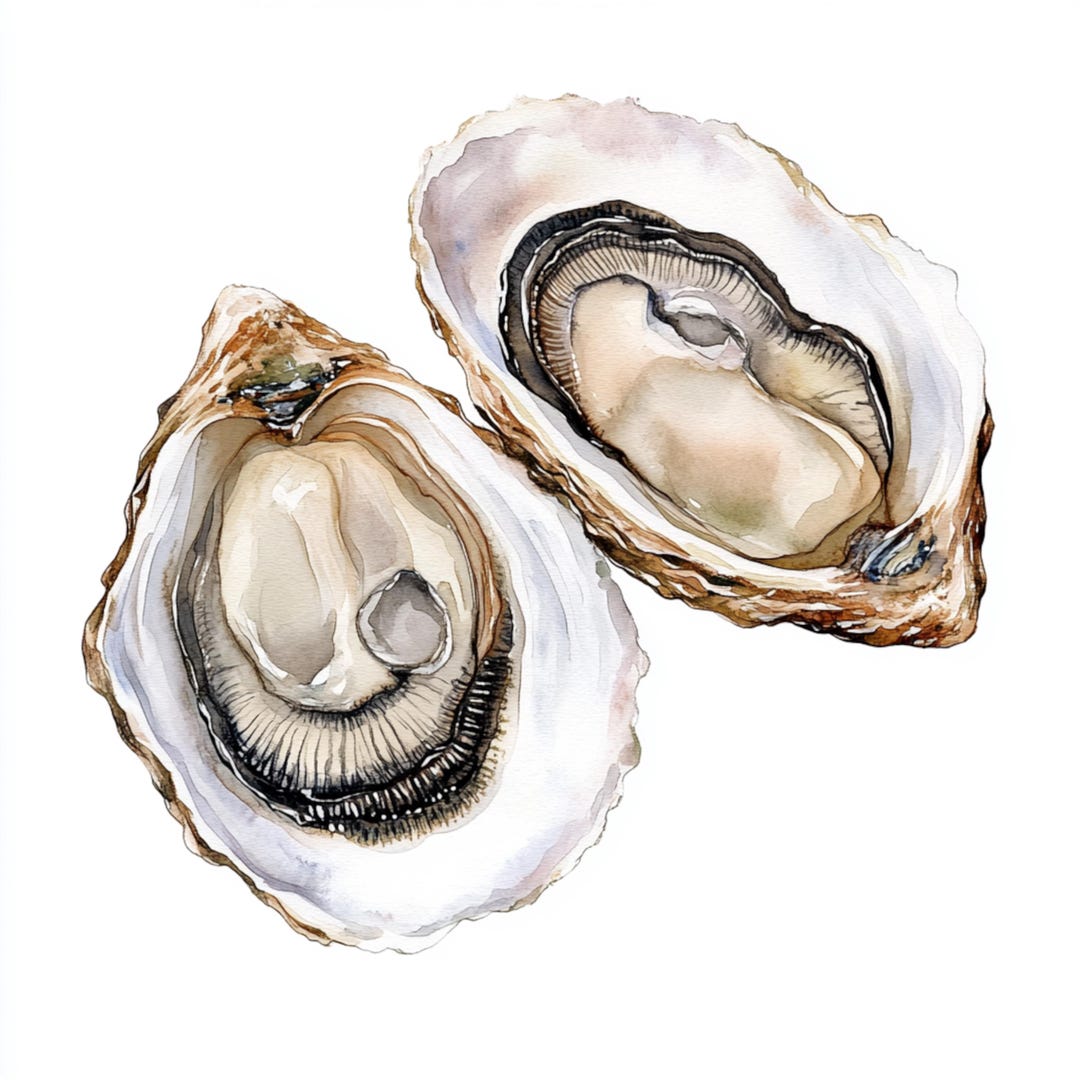 Printable Oyster Clipart, Oyster Watercolor, Nautical Clip Art ...