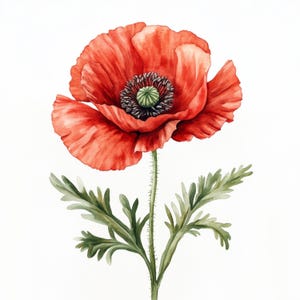 Printable Red Poppy Art, Watercolor Red Poppy, Poppies Botanical Art ...