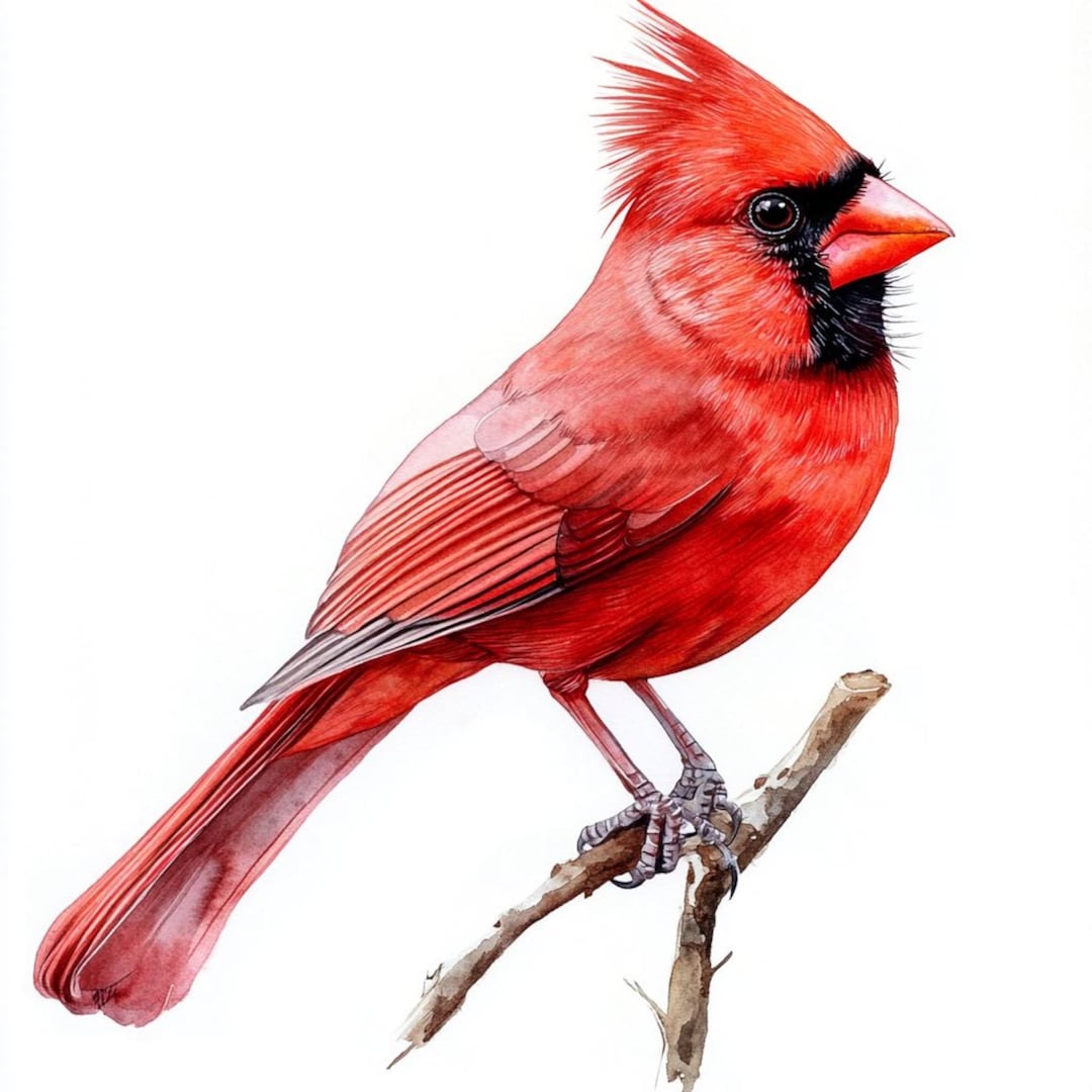 10 Printable Red Cardinal Clipart, Cardinal Bird, Watercolor Style Jpgs ...