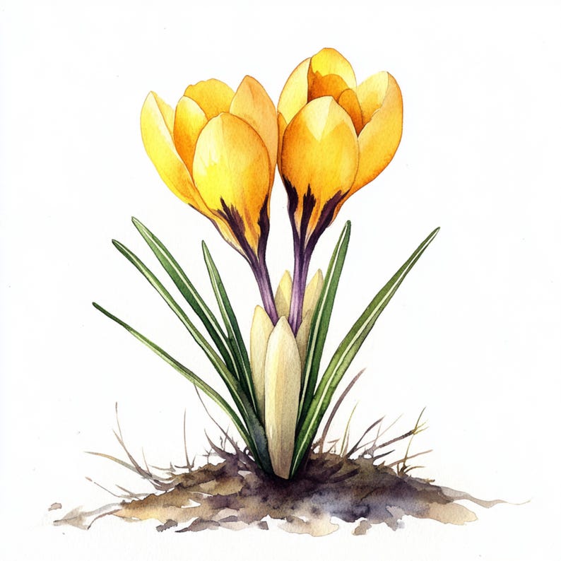 Printable Yellow Crocus Flower Decor, Crocuses Watercolor Images ...