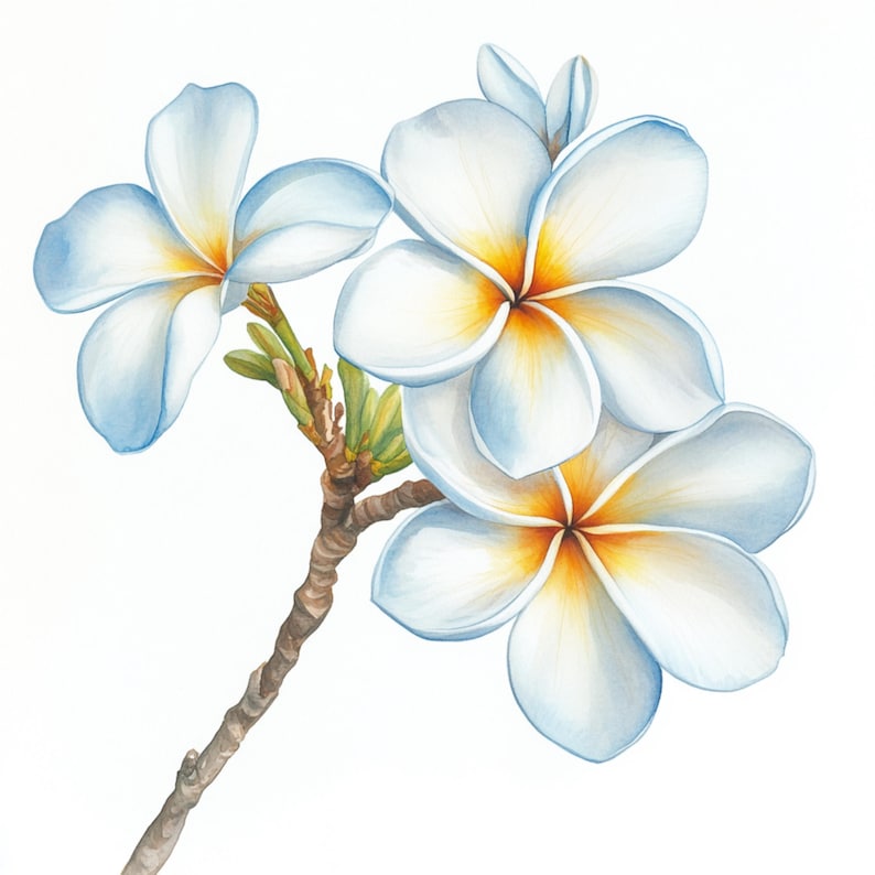 10 Printable White Frangipani Art, Watercolor Images, Frangipani ...