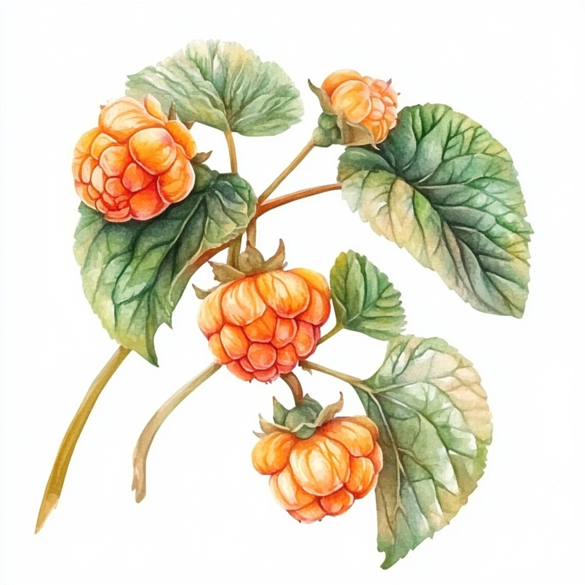 Printable Cloudberry Decor, Watercolor Cloudberry , Cloudberry Art ...