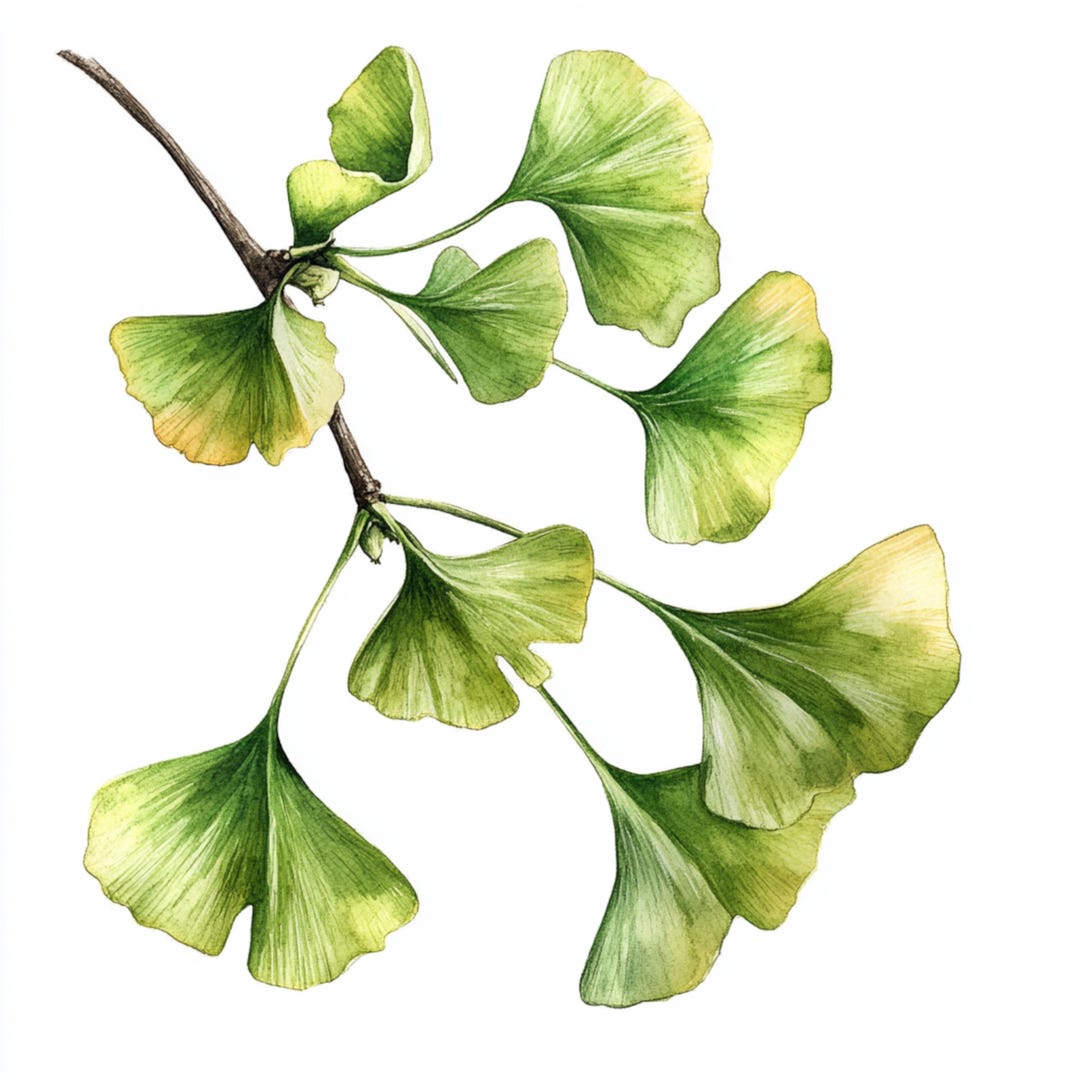 Printable Ginkgo Leaves, Watercolor 10 Images, Ginkgo Botanical Art, Green Leaves Decor, Paper ...