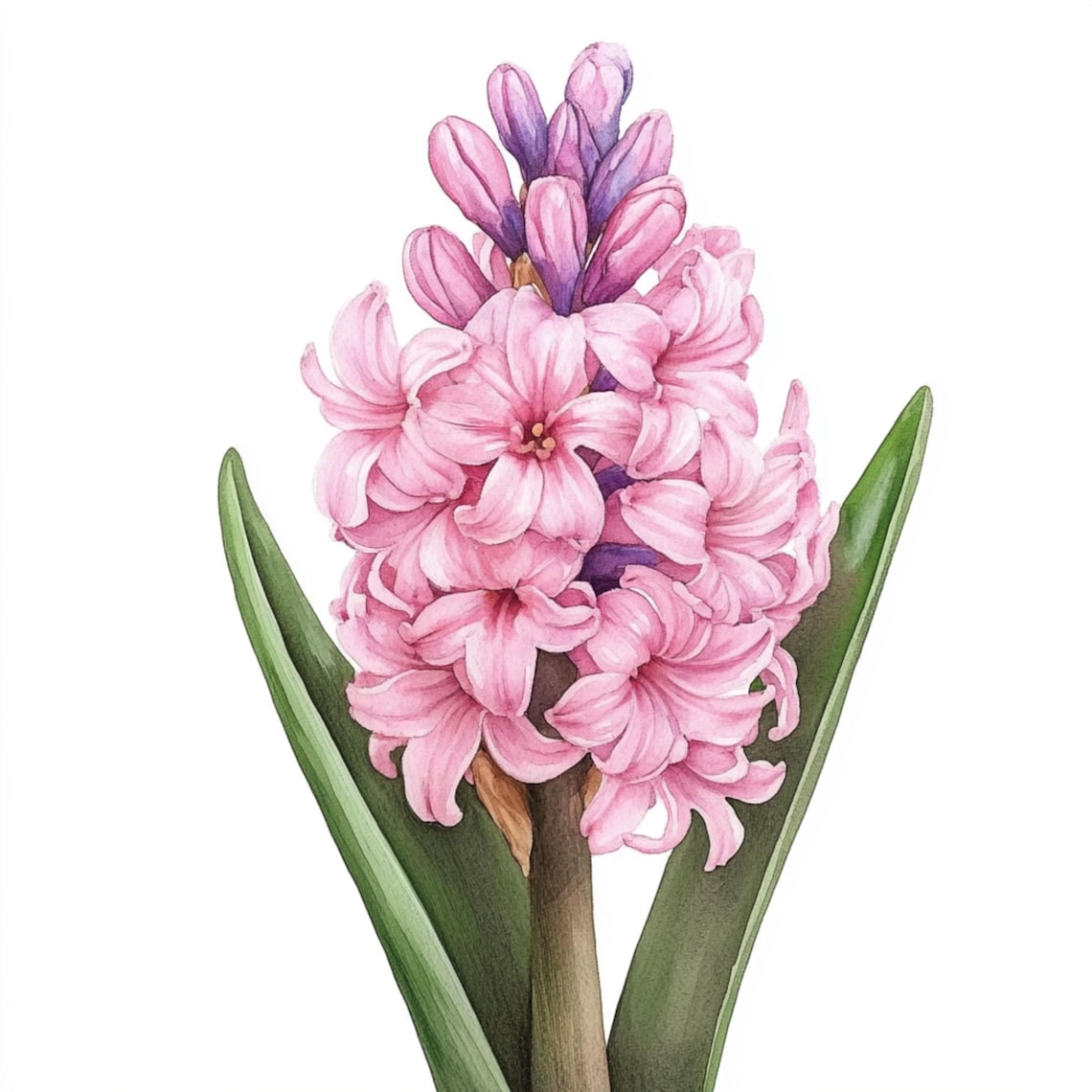 10 Printable Pink Hyacinth Flowers, Watercolor Flower, Hyacinth ...