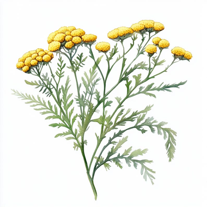10 Printable Tansy, Yellow Wildflower, Tanacetum Art, Watercolor ...