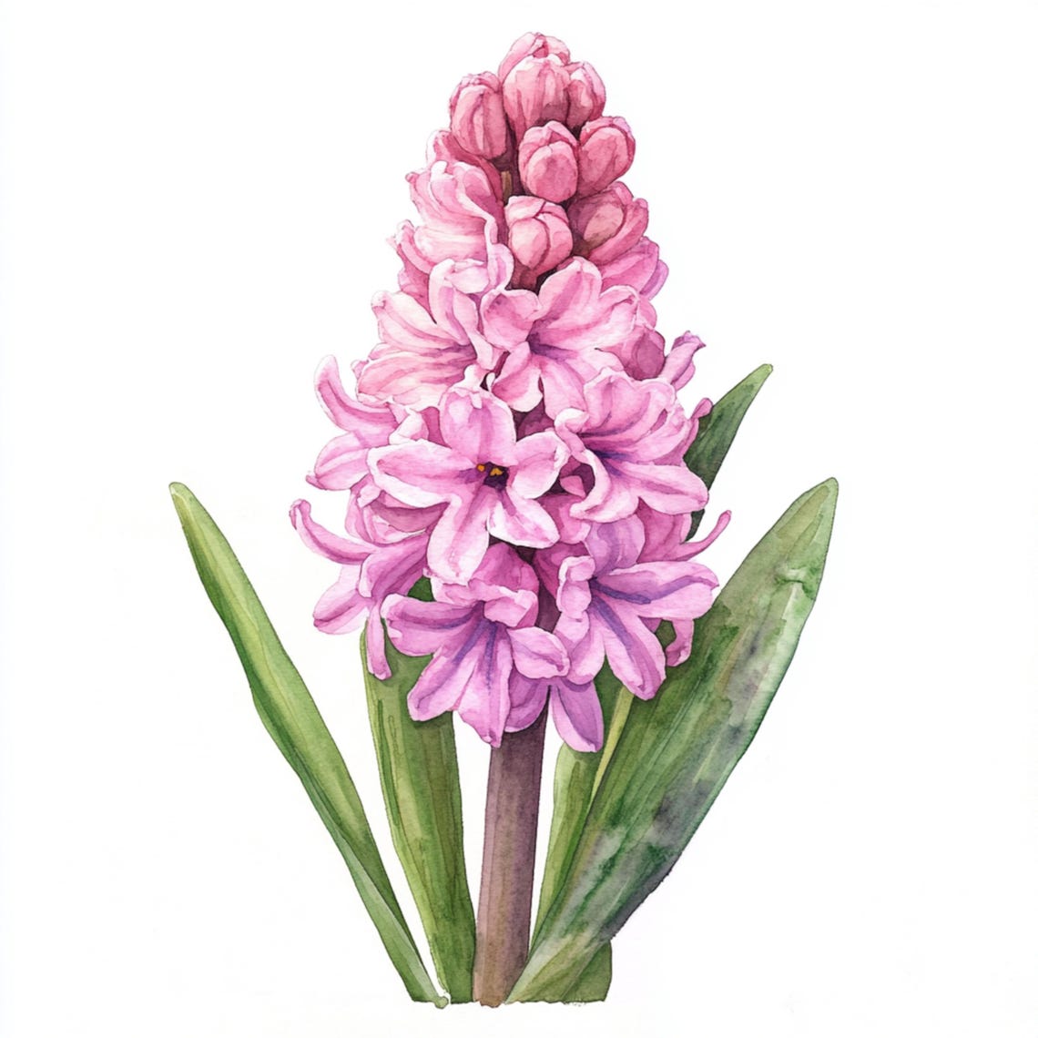 10 Printable Pink Hyacinth Flowers, Watercolor Flower, Hyacinth ...
