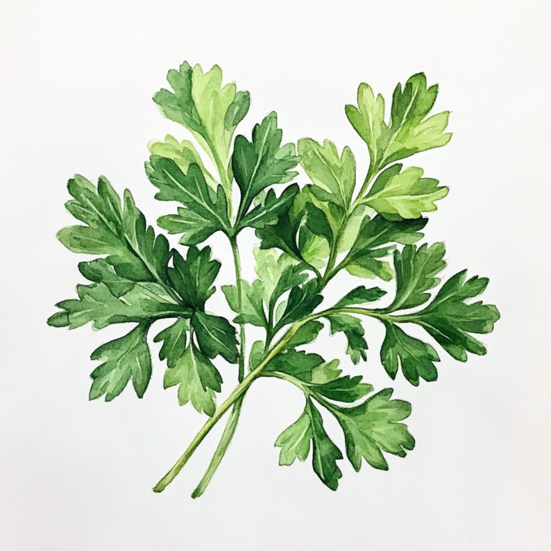 Printable Parsley Art, Watercolor Parsley, Healthy Food Art Decor, 10 ...