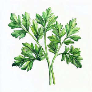 Printable Parsley Art, Watercolor Parsley, Healthy Food Art Decor, 10 ...