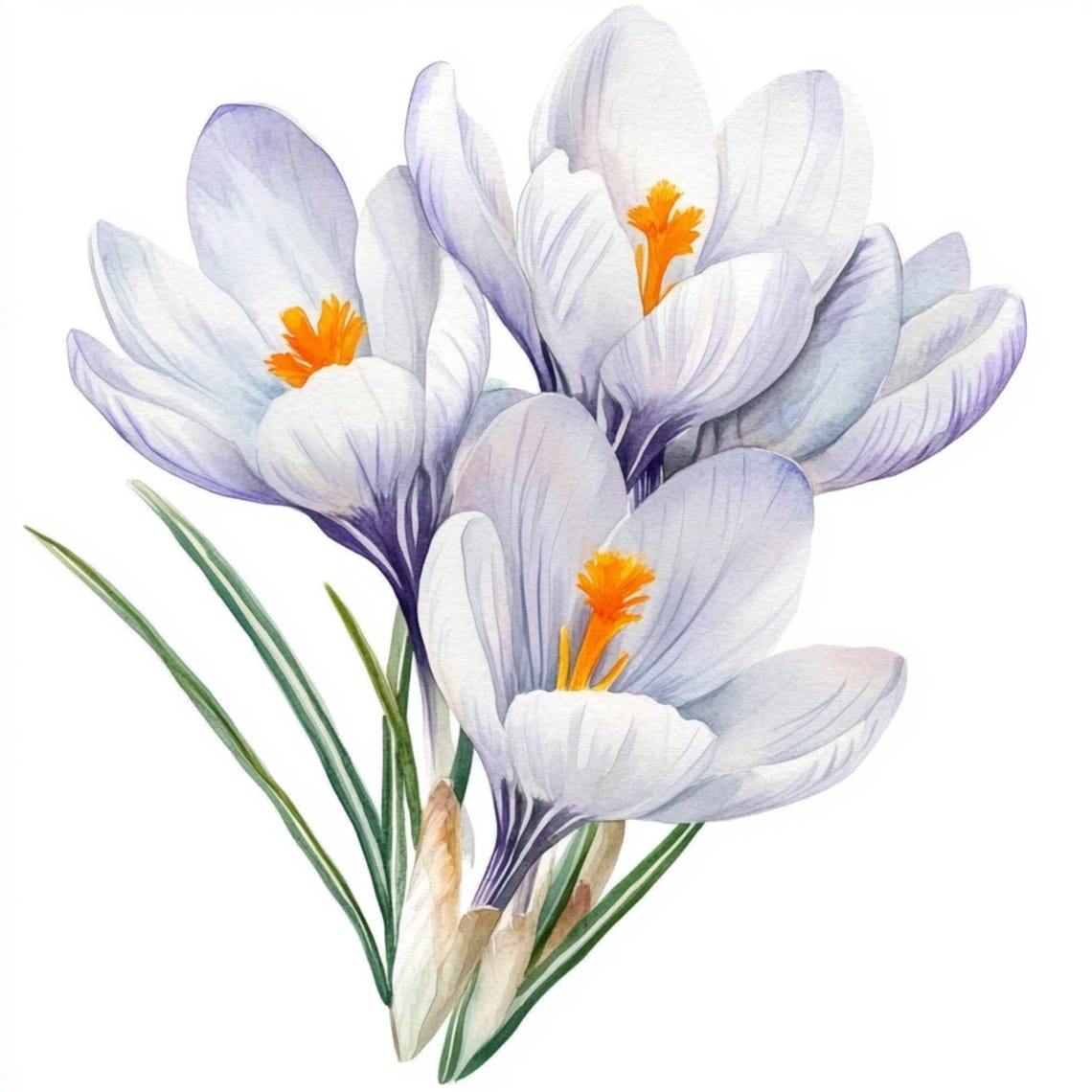 Printable Crocus Flower Decor, White Crocuses Watercolor, Spring ...