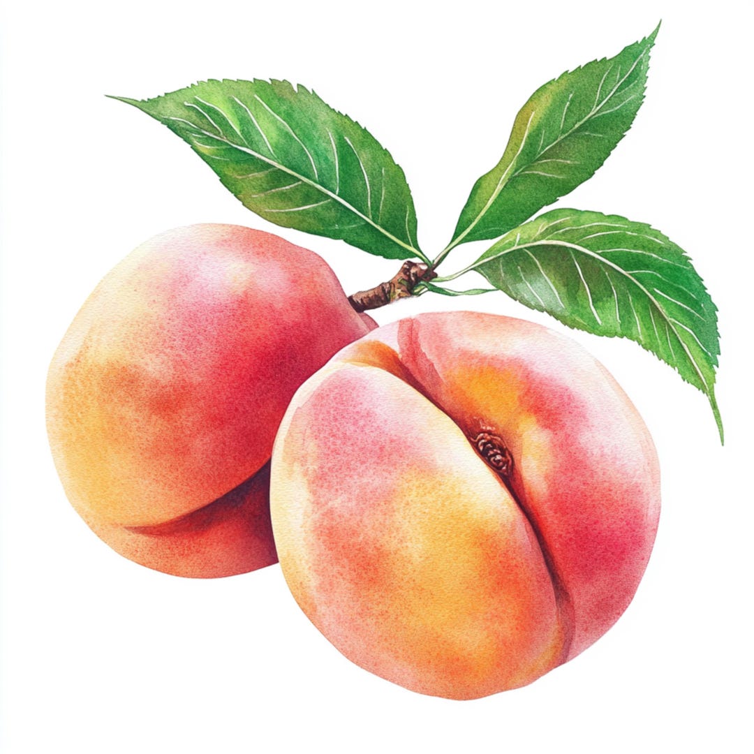 Printable Peaches, Watercolor Peaches, Peaches Art, 10 Clip Art ...
