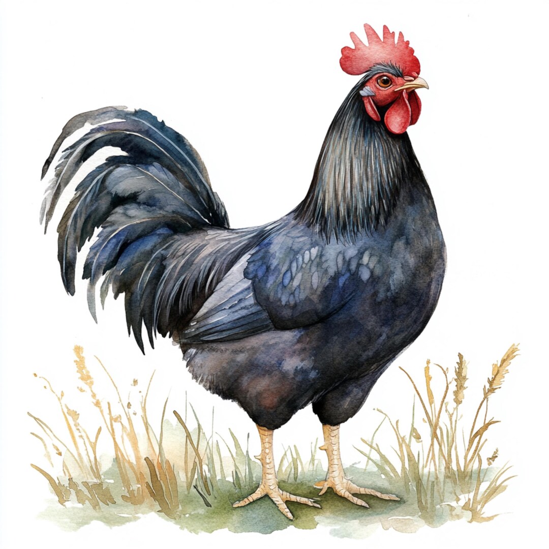 10 Printable Roaster Art, Roaster Card, Roaster Watercolor, Digital ...