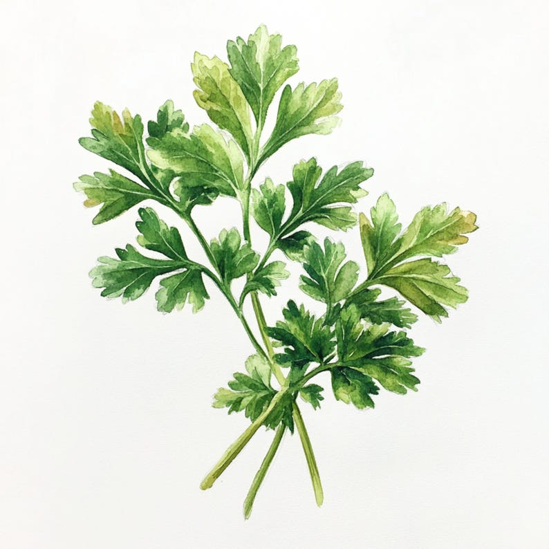 Printable Parsley Art, Watercolor Parsley, Healthy Food Art Decor, 10 ...