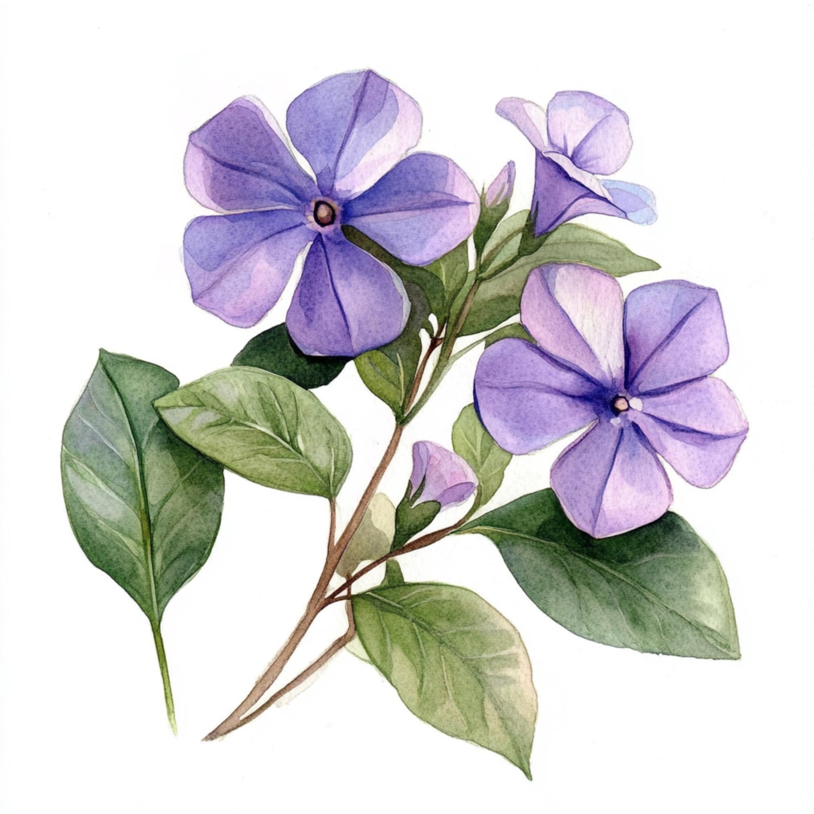 10 Printable Vinca, Watercolor Flowers, Purple Vinca Botanical Clip Art ...