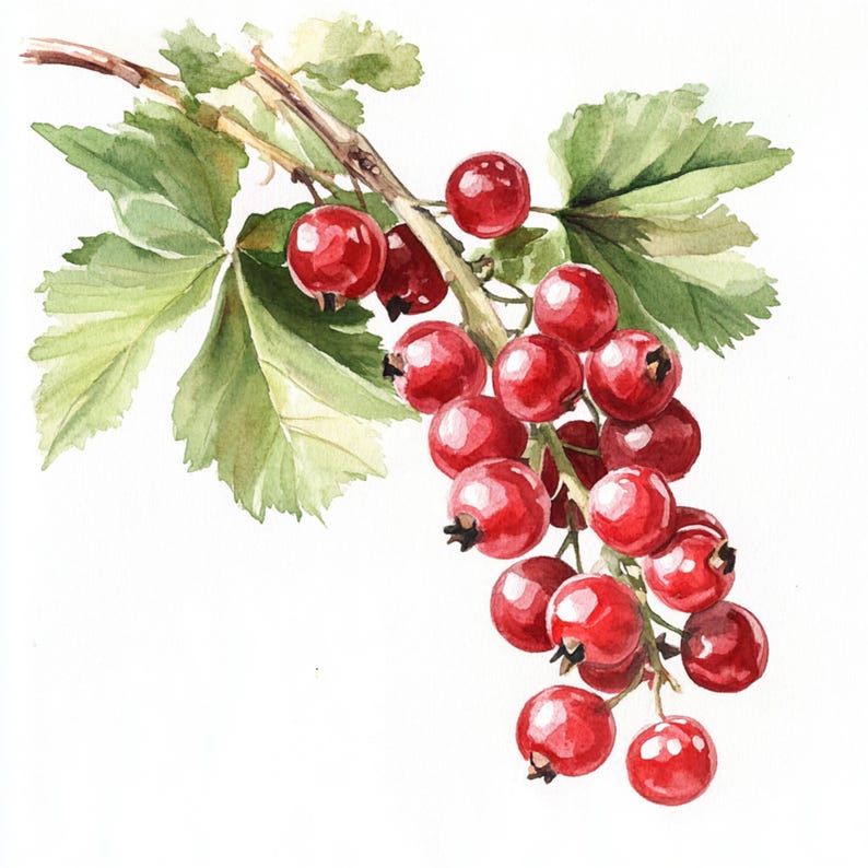 10 Printable Currants Decor, Watercolor Currants Branch, Currants Art ...