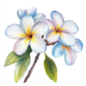 10 Printable White Frangipani Art, Watercolor Images, Frangipani ...