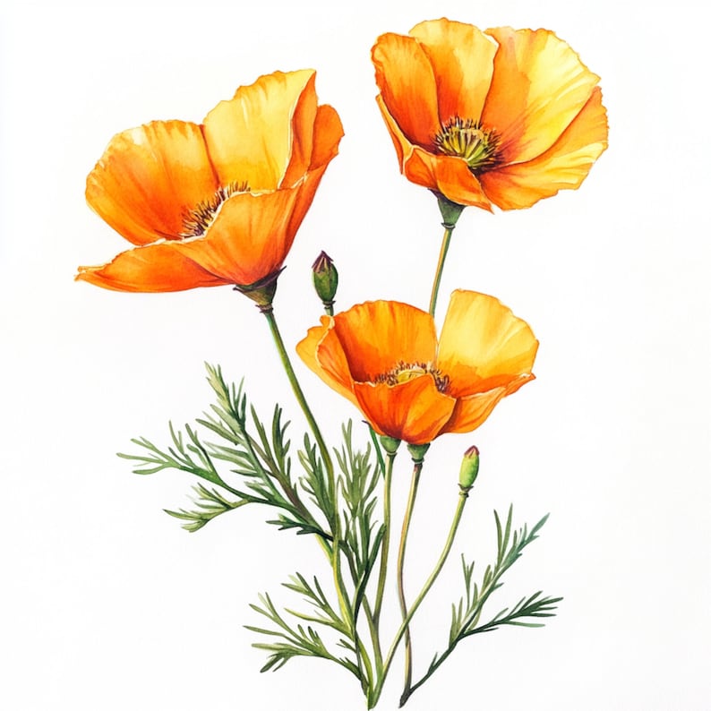 10 Printable California Poppies Art, Watercolor Images, Orange Poppies ...