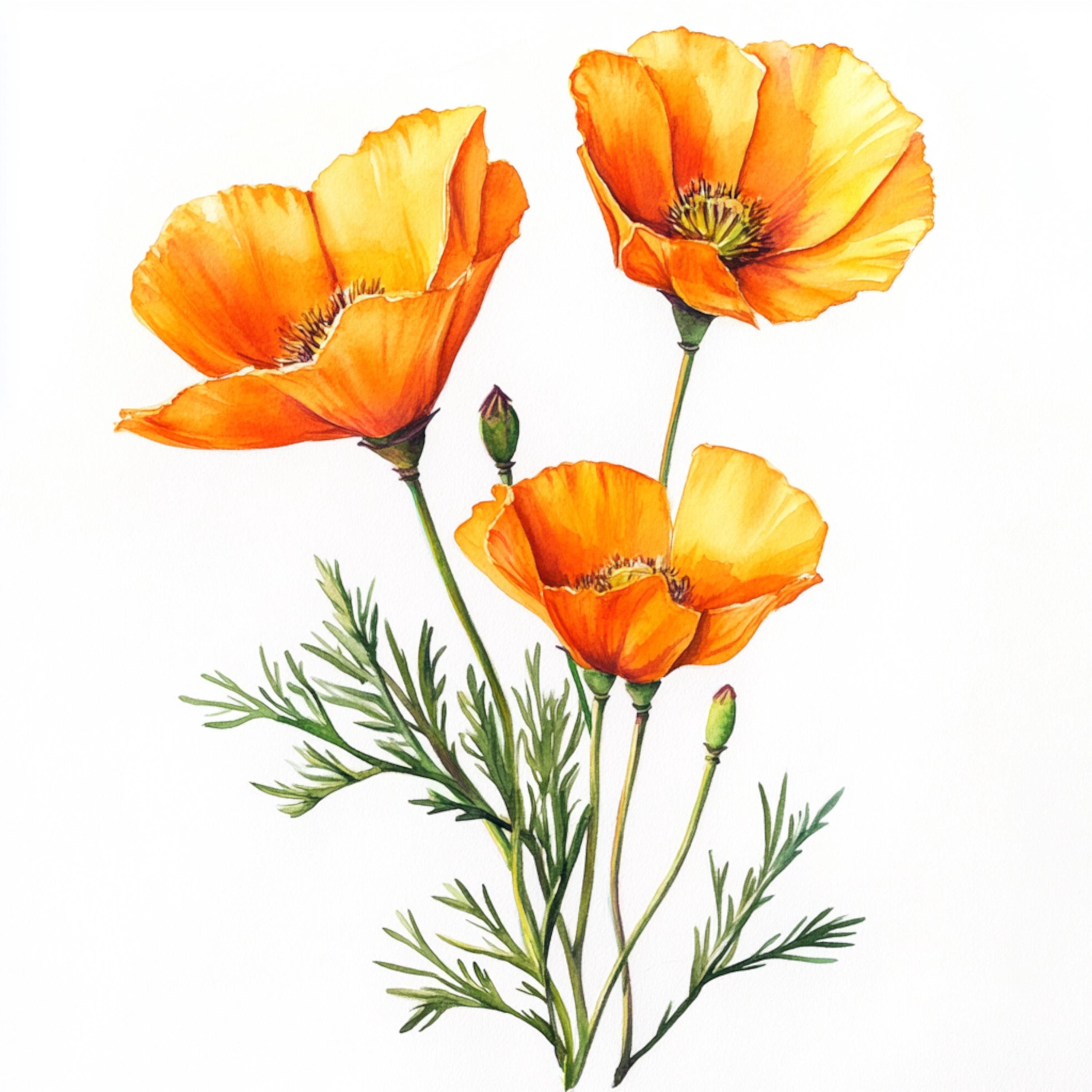 10 Printable California Poppies Art, Watercolor Images, Orange Poppies ...
