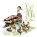 10 Printable Mom Duck With Babies, Watercolor Mother Duck and Baby ...