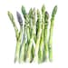 10 Printable Asparagus Art, Watercolor Asparagus, Asparagus Print ...