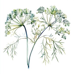 10 Printable Dill Art, Watercolor Dill, Healthy Food Art Decor, Dill ...