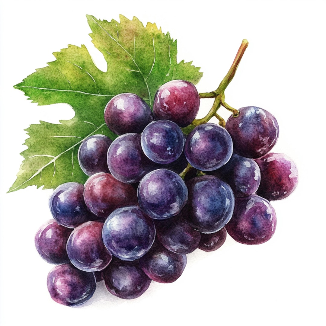 10 Printable Bunch of Grapes Dark Red, Grapes Painting, Bunch of Grapes ...