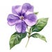 10 Printable Vinca, Watercolor Flowers, Purple Vinca Botanical Clip Art ...
