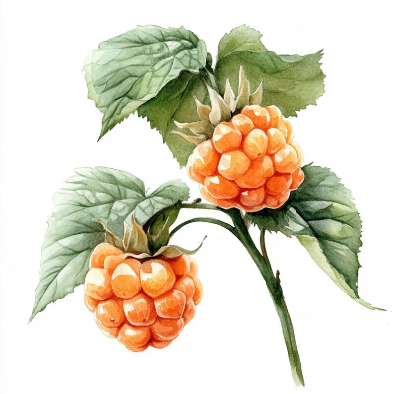 Printable Cloudberry Decor, Watercolor Cloudberry , Cloudberry Art ...