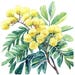 10 Printable Mimosa Tree, Watercolor Blossom Mimosa, Yellow Tree ...