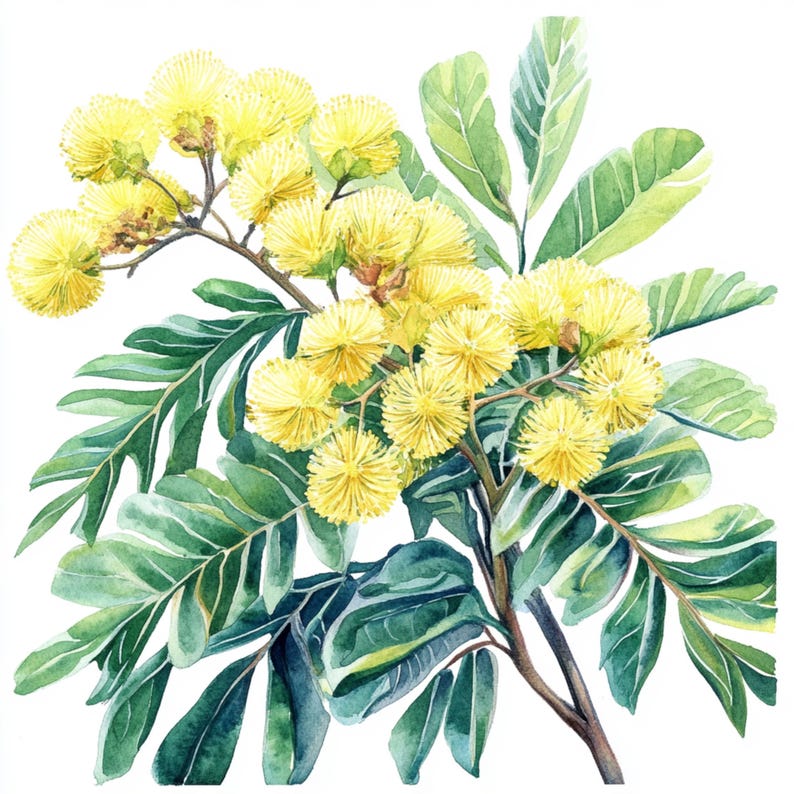 10 Printable Mimosa Tree, Watercolor Blossom Mimosa, Yellow Tree ...