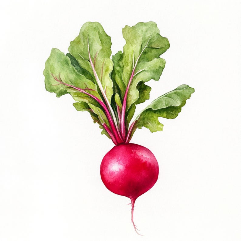 10 Printable Redish Art, Watercolor Redishes, Redish Print, Vegetable ...