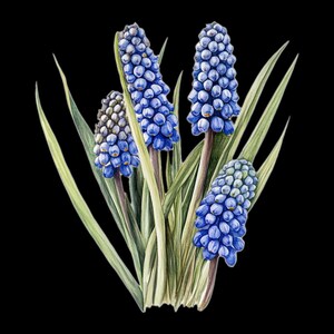 10 Pngs, Printable Muscari Flowers Decor, Muscari Watercolor Images ...
