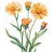 10 Printable Calendula Flower Decor, Watercolor Calendula Art ...