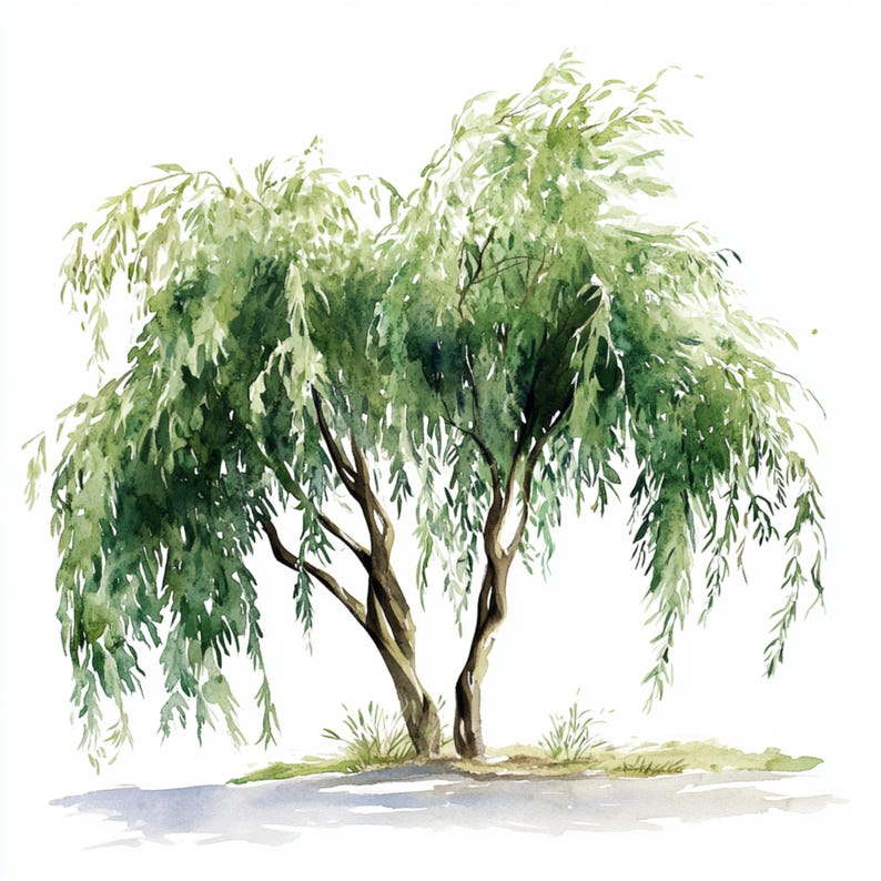 Printable Willow Tree, Watercolor Willow, 10 Images, Willow Botanical ...