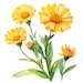 10 Printable Calendula Flower Decor, Watercolor Calendula Art ...