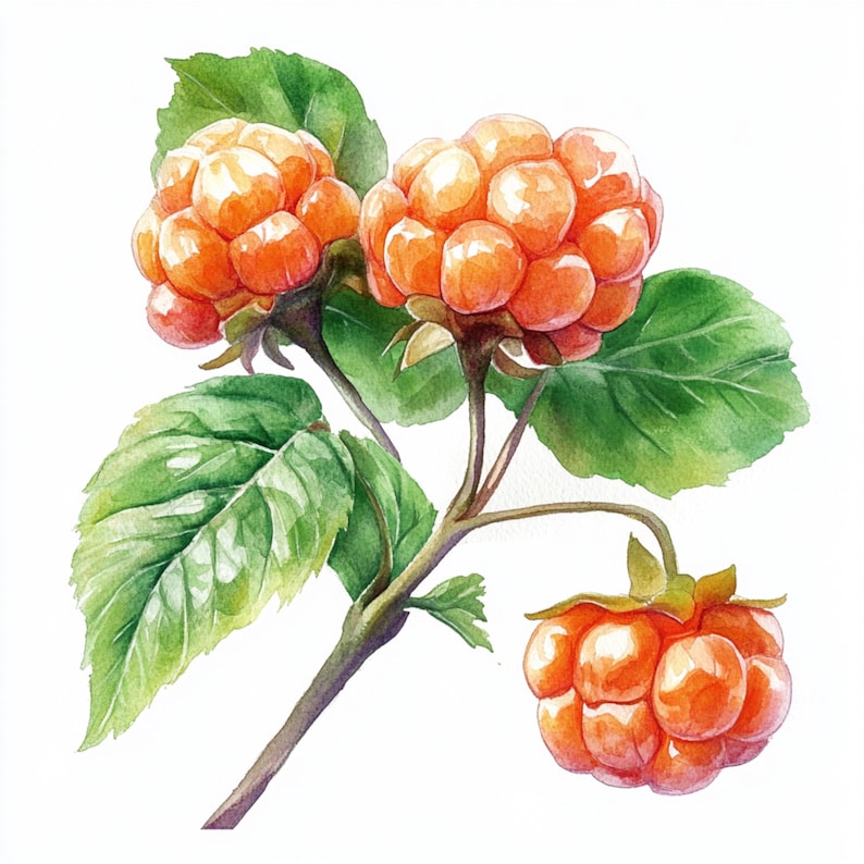 Printable Cloudberry Decor, Watercolor Cloudberry , Cloudberry Art ...