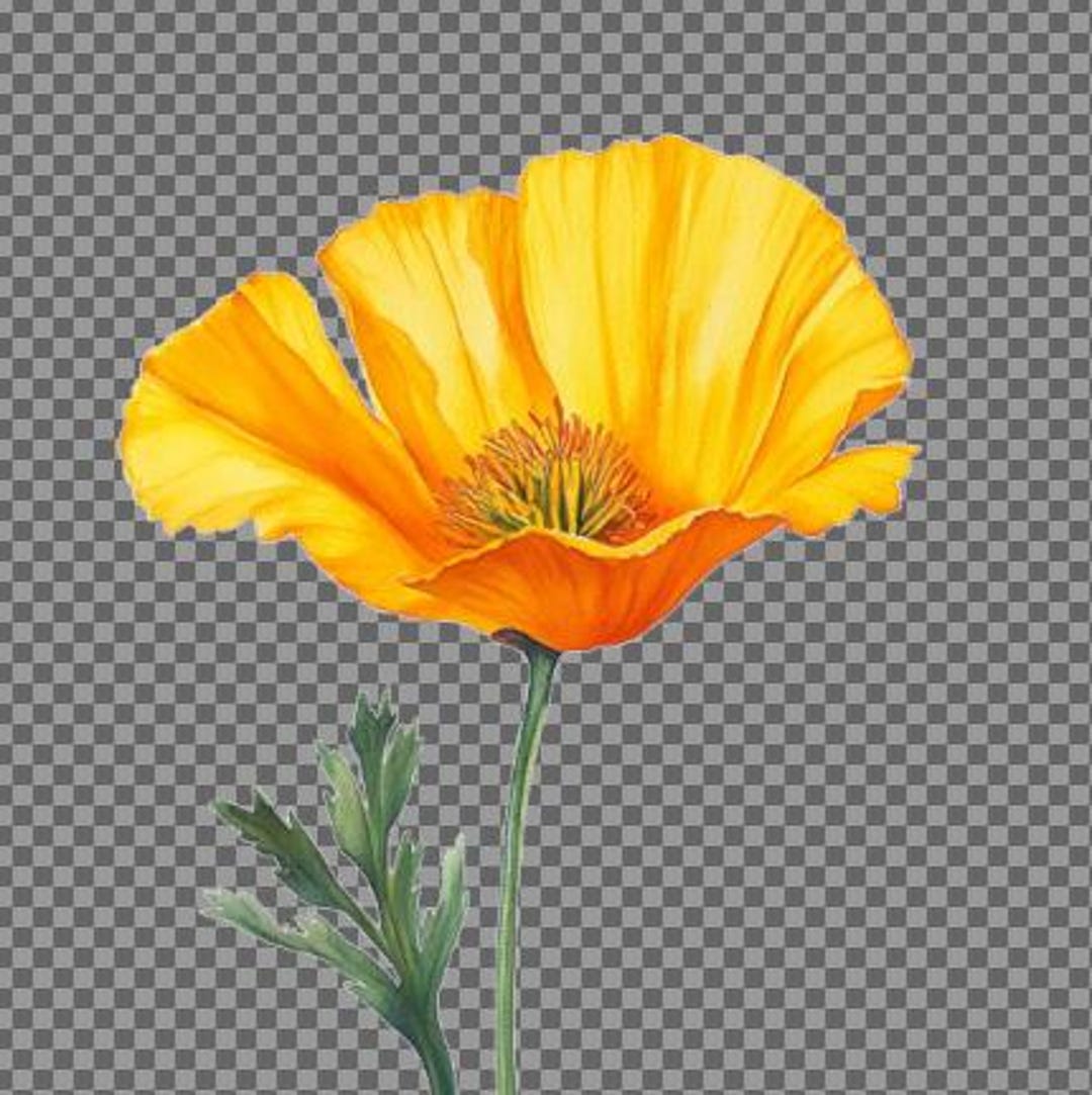 10 Pngs Printable California Poppy Decor, Watercolor Images, Orange ...