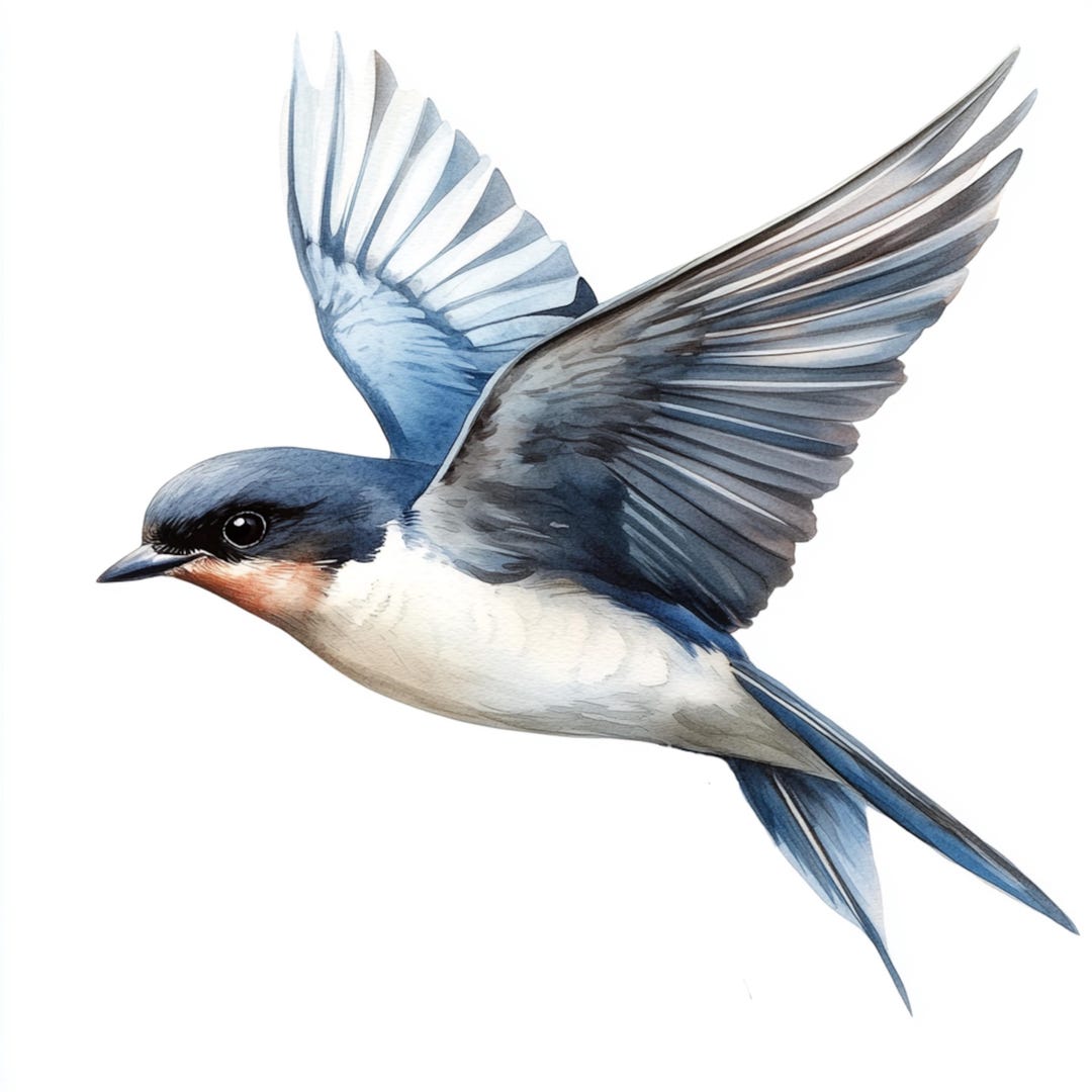 10 Printable Swallow, Swallow Bird, Watercolor Bird, Swallow Clip Art ...
