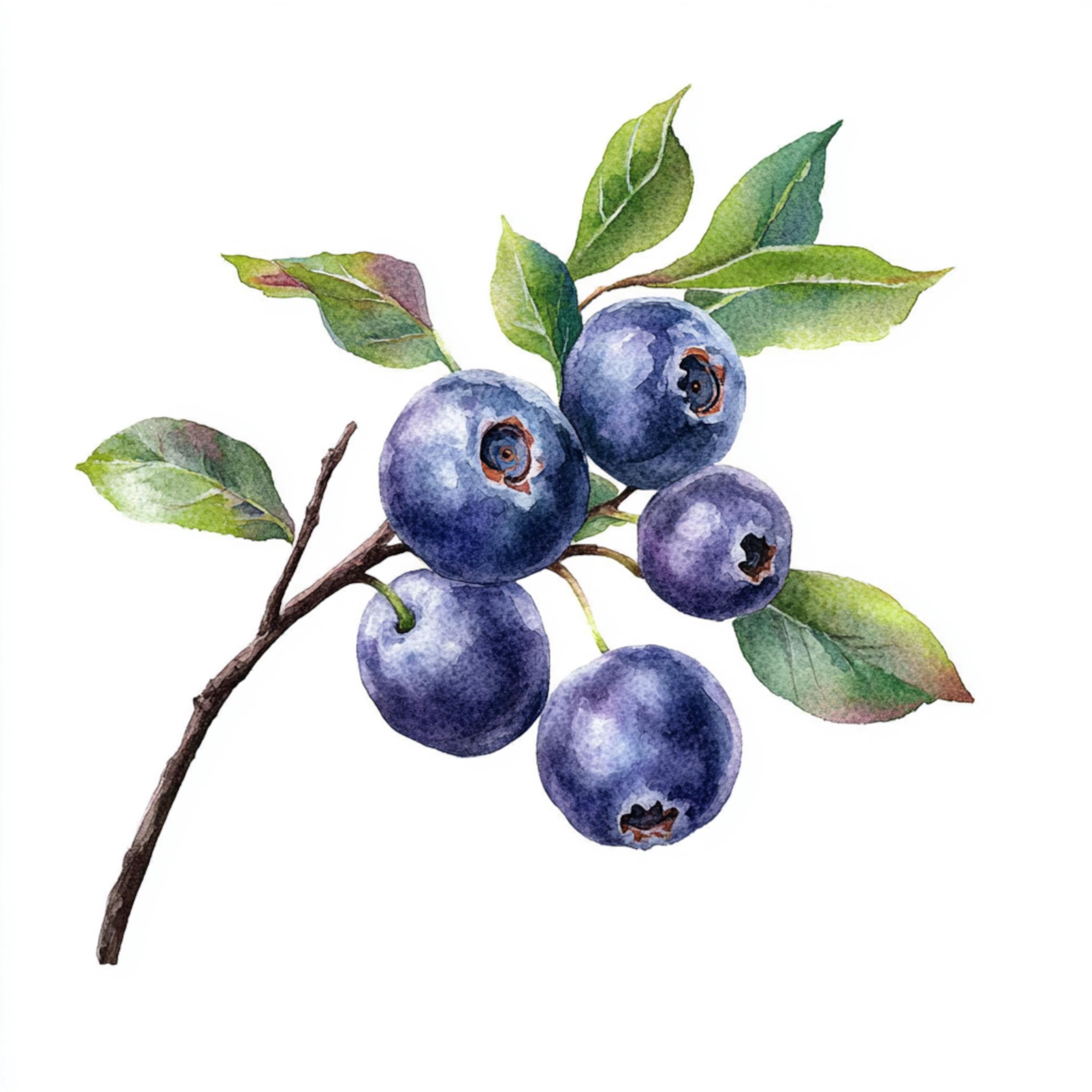 Printable Blueberry Decor, Watercolor Blueberry, Blueberry Art, 10 Clip ...