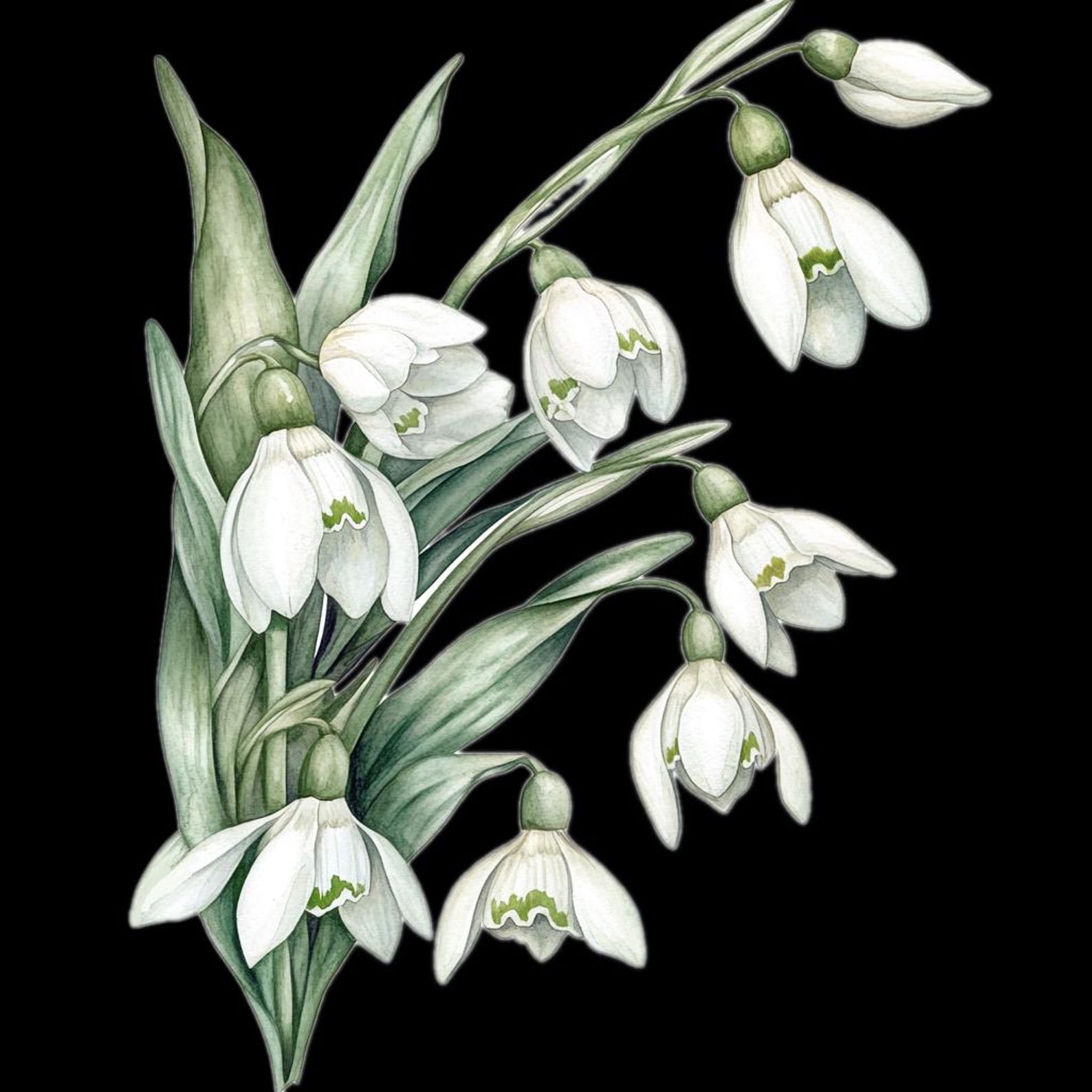 10 Pngs, Printable Snowdrops Corner, Watercolor White Flowers ...