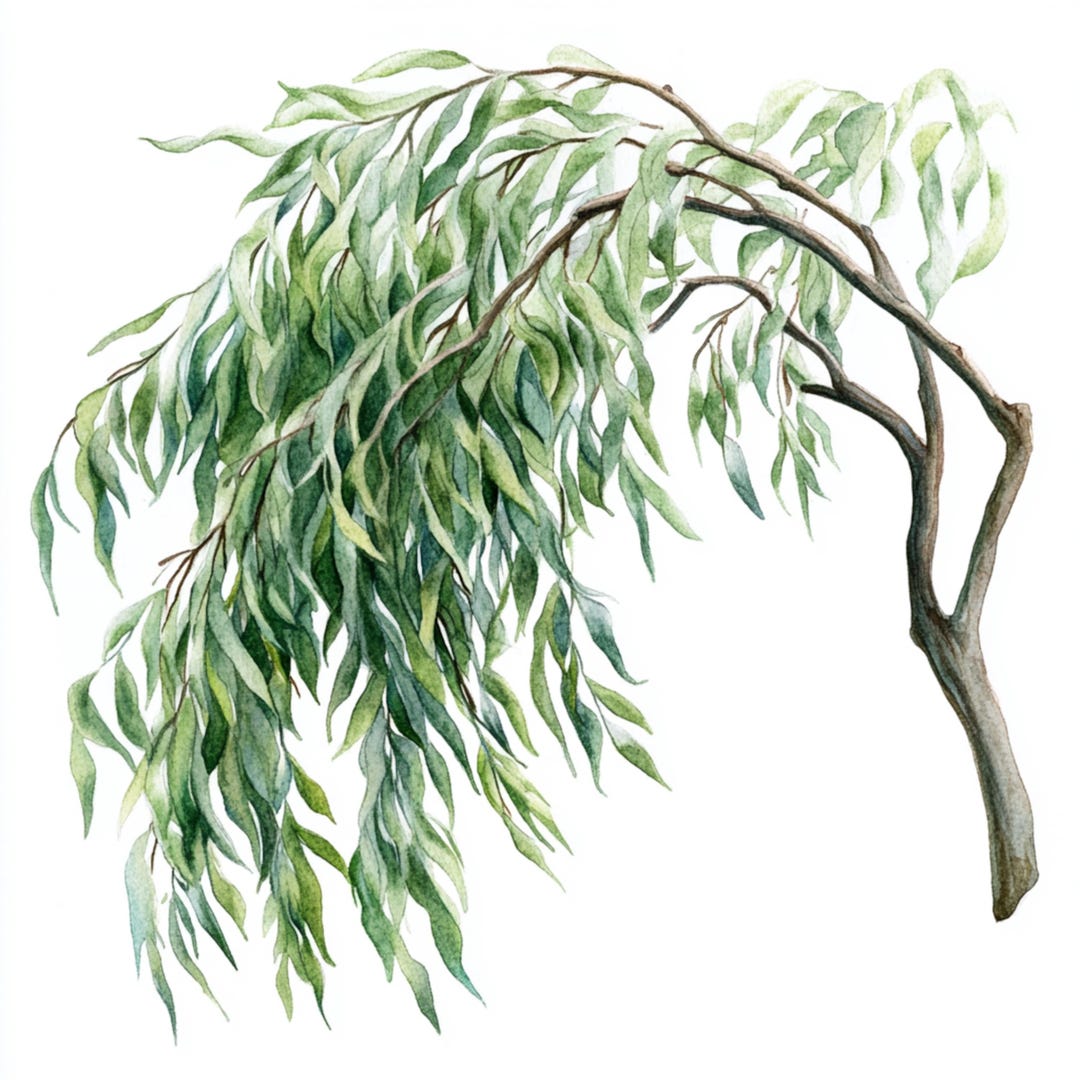 10 Printable Willow Branch, Watercolor Willow Leaves, Willow Art, Green ...