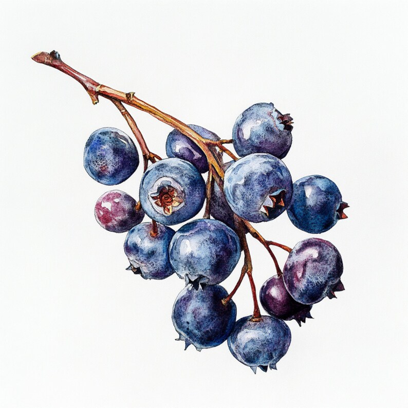 Printable Blueberry Decor, Watercolor Blueberry, Blueberry Art, 10 Clip ...