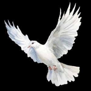 10 Printable White Dove, Peace Dove, Transparent Backgroung Clipart ...