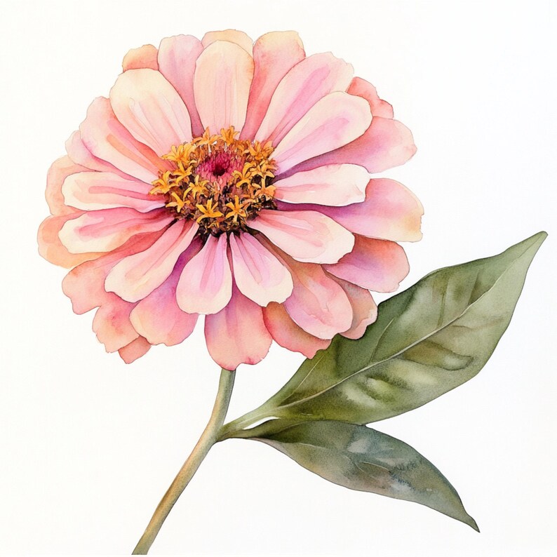 10 Printable Zinnia Flower, Pink Flower, Zinnia Gift Art, Watercolor ...