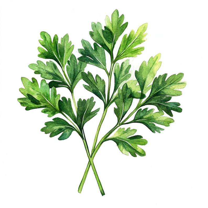 Printable Parsley Art, Watercolor Parsley, Healthy Food Art Decor, 10 ...