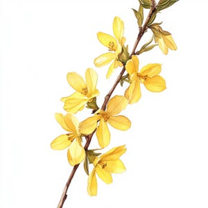 Printable Forsythia Blossom Branch Decor, Forsythia Watercolor Images ...