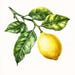 10 Printable Lemon Decor, Watercolor Images, Lemon Botanical Clipart ...